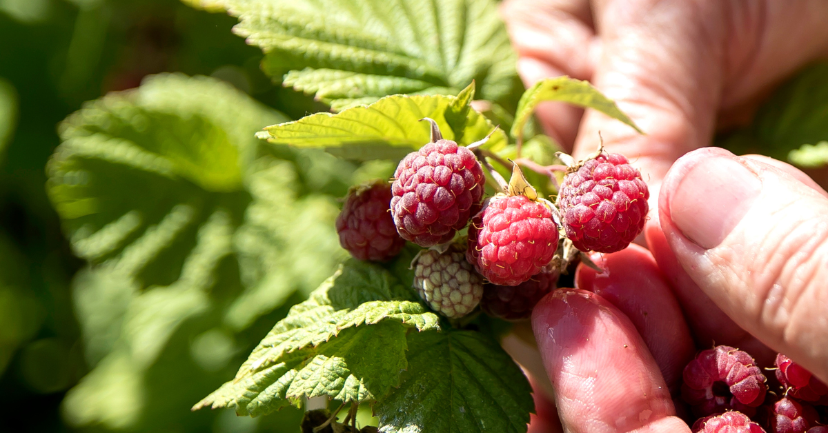Wild Foraging | Learn How to Start Foraging for Beginners - Valley Food ...